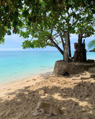 The Tree Sunset Beach & Camp Site ₱1,000 @ Tabuelan, Cebu | PH.vacations