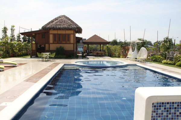 Mula De Victoria (BALE MATUA) ₱15,000 @ Santo Tomas, Pampanga | PH ...